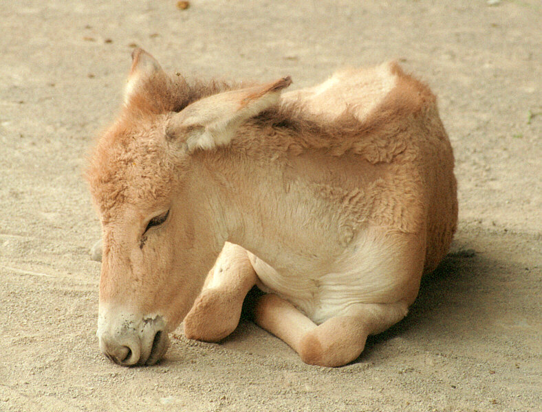 Onager foal