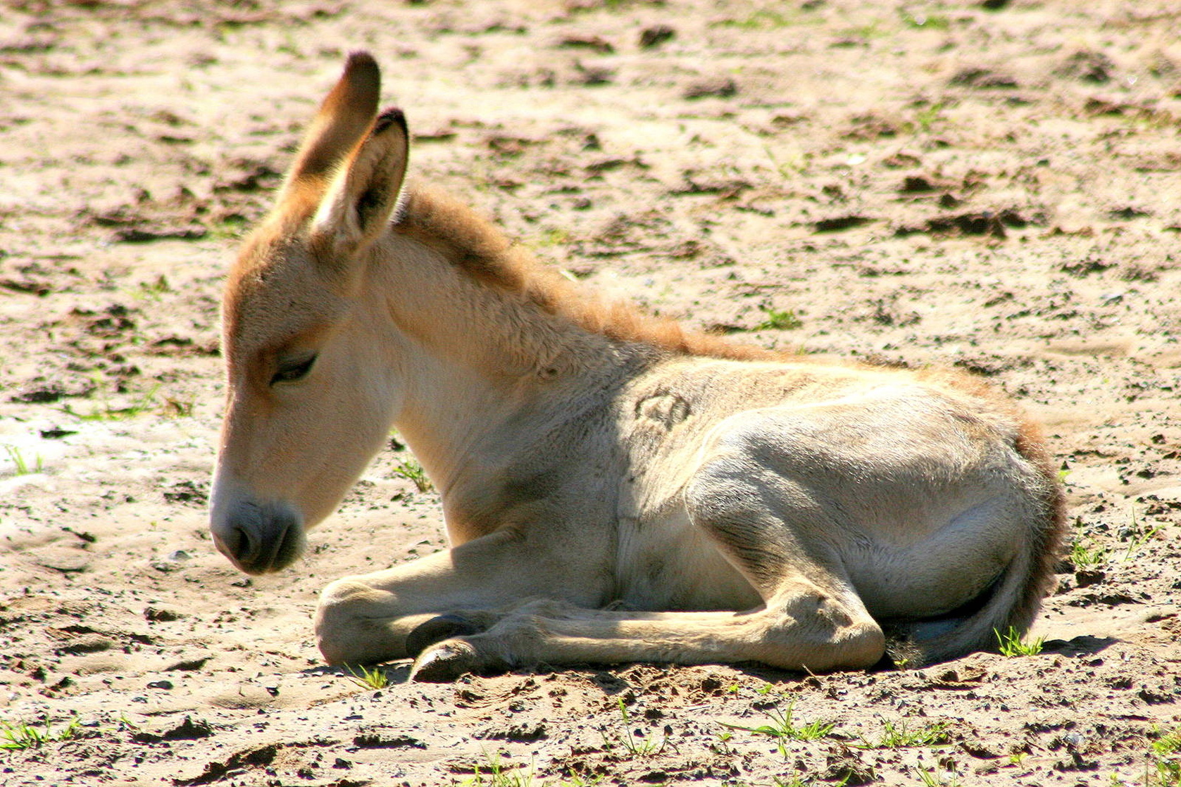 Onager foal