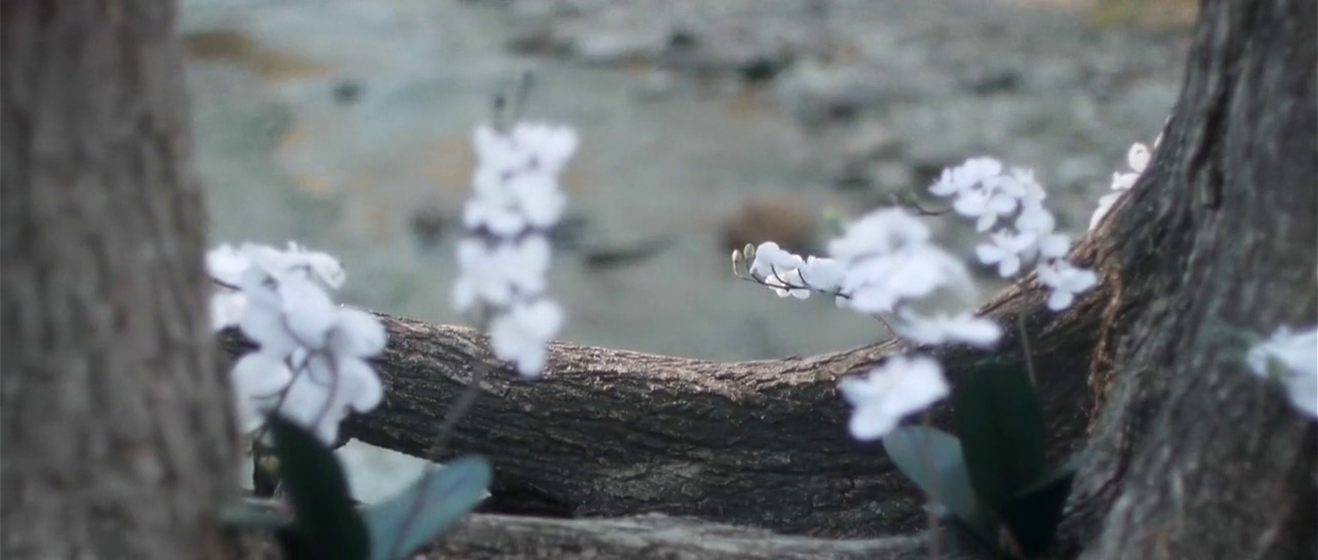 Upstream Color image