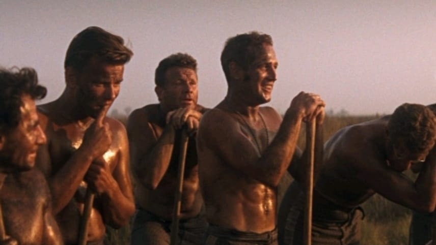 Picture of Cool Hand Luke