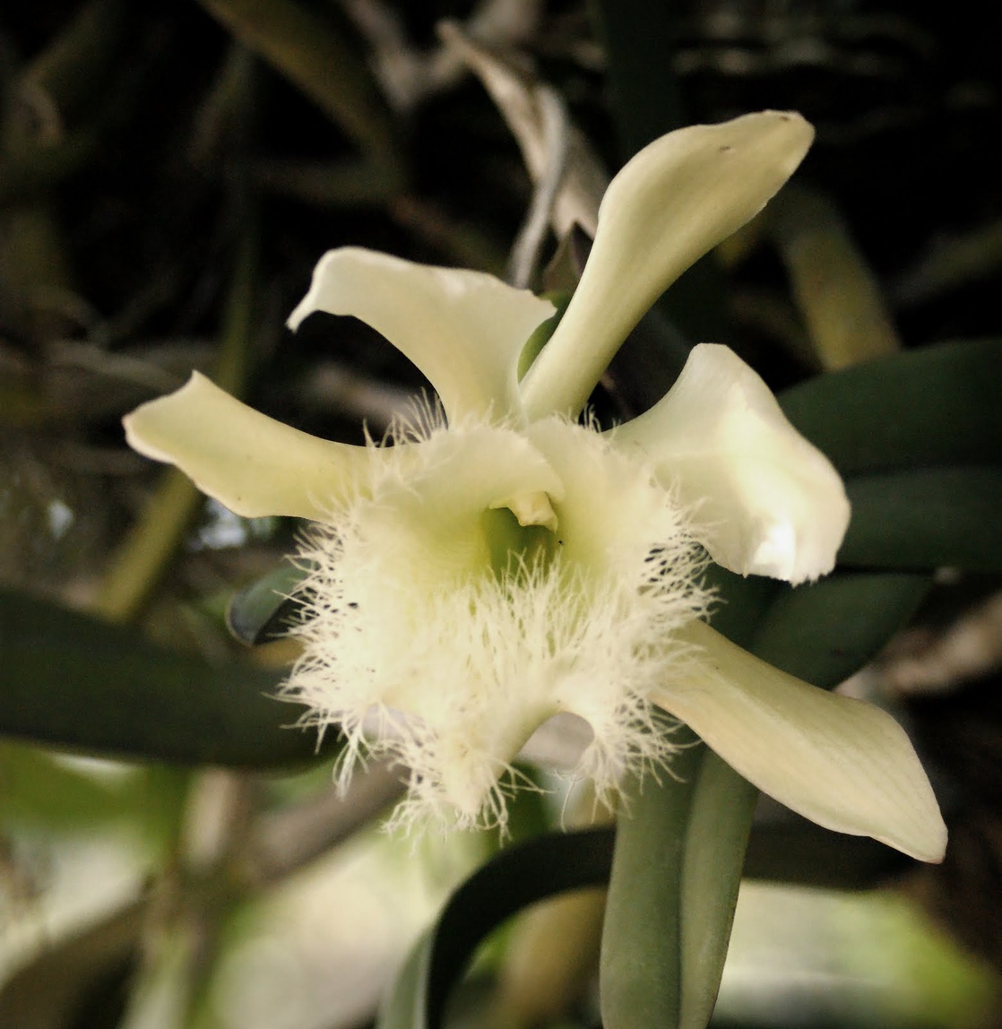 Orquidea Brassavola Digbyana is the Honduran natio