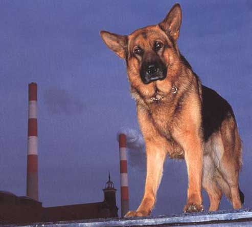 Picture of Kommissar Rex