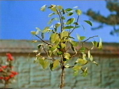 Image of The Singing Ringing Tree