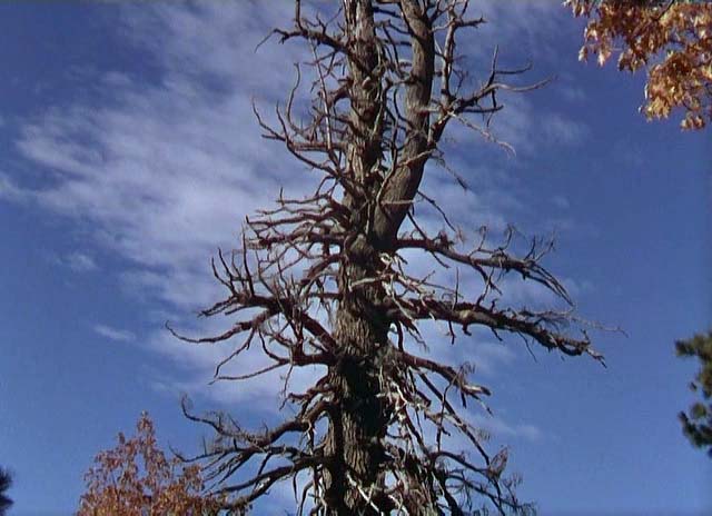 Picture of The Trail of the Lonesome Pine (1936)