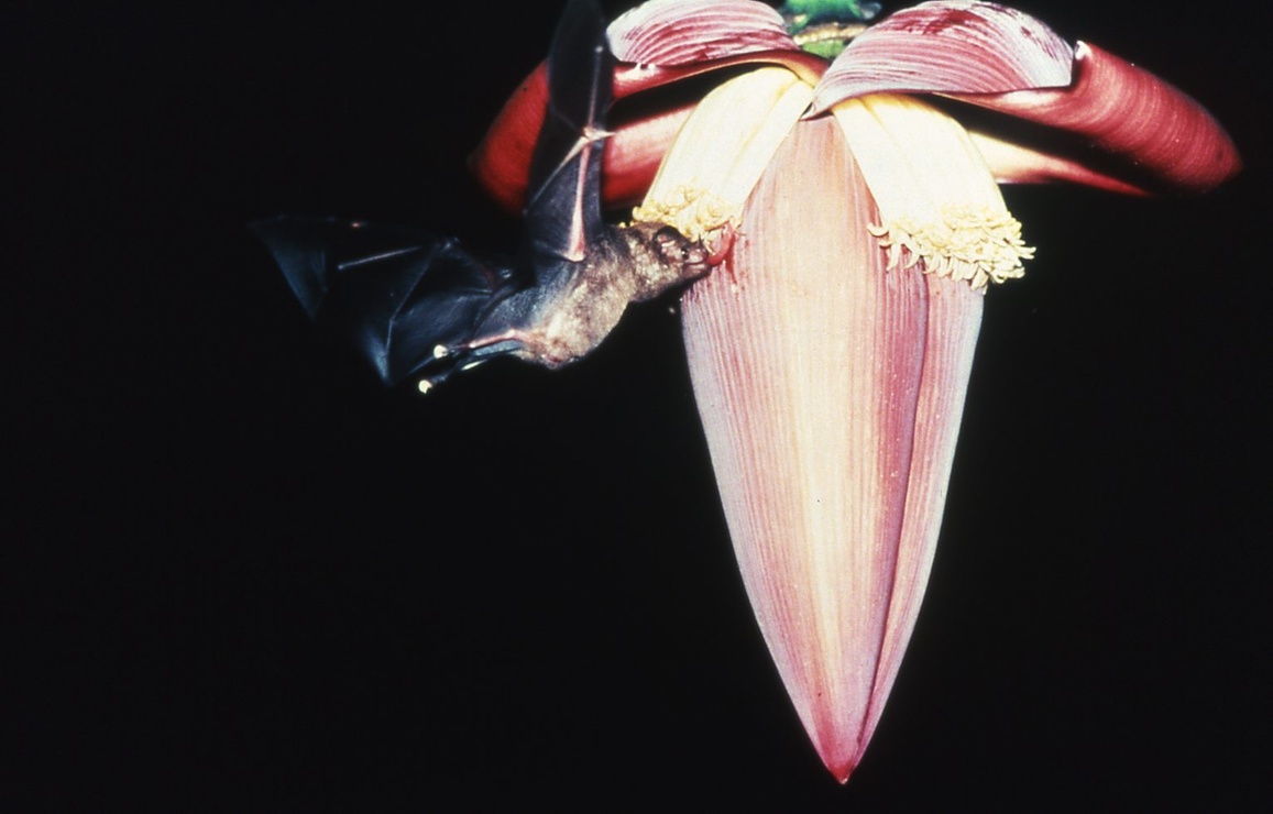 Nectar Eating Bat