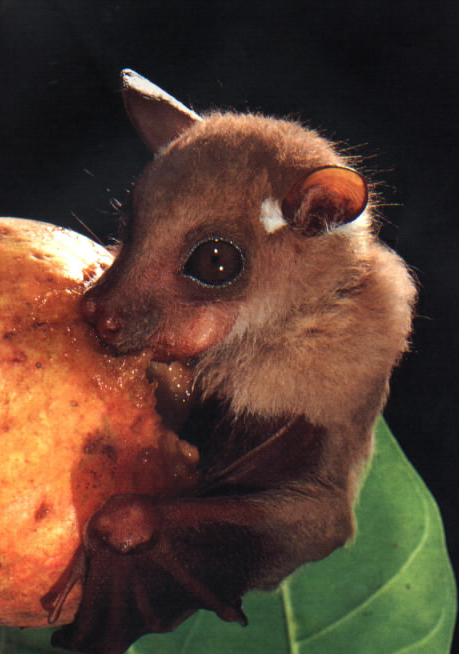 Fruit Bat