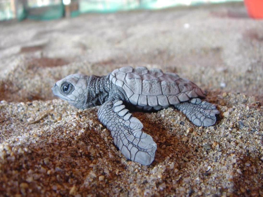 Baby Grey Turtle