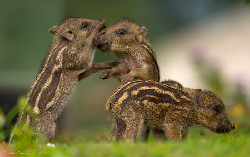 Wild Boar piglets