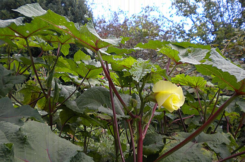 Okra Tree