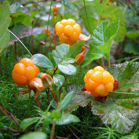 Cloudberry picture