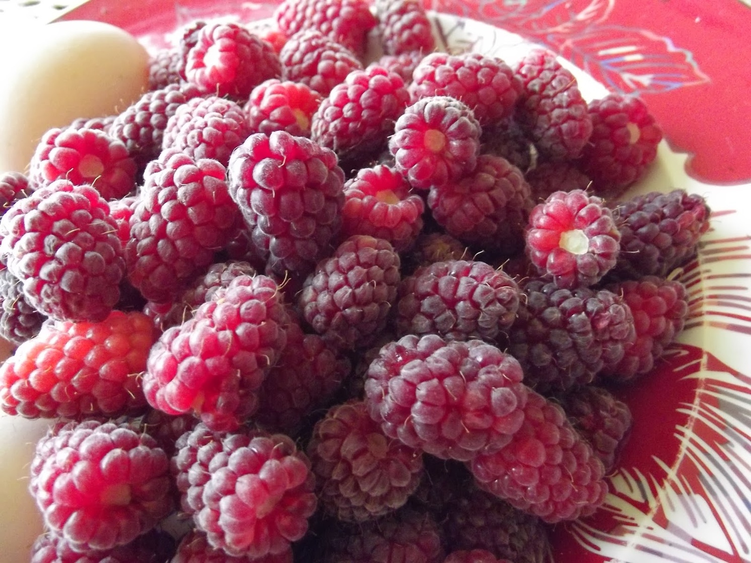 Picture of Loganberry