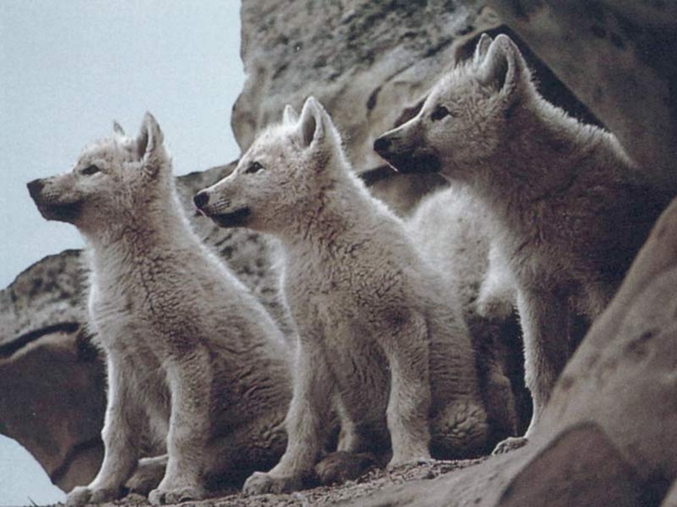 Wolf Cubs