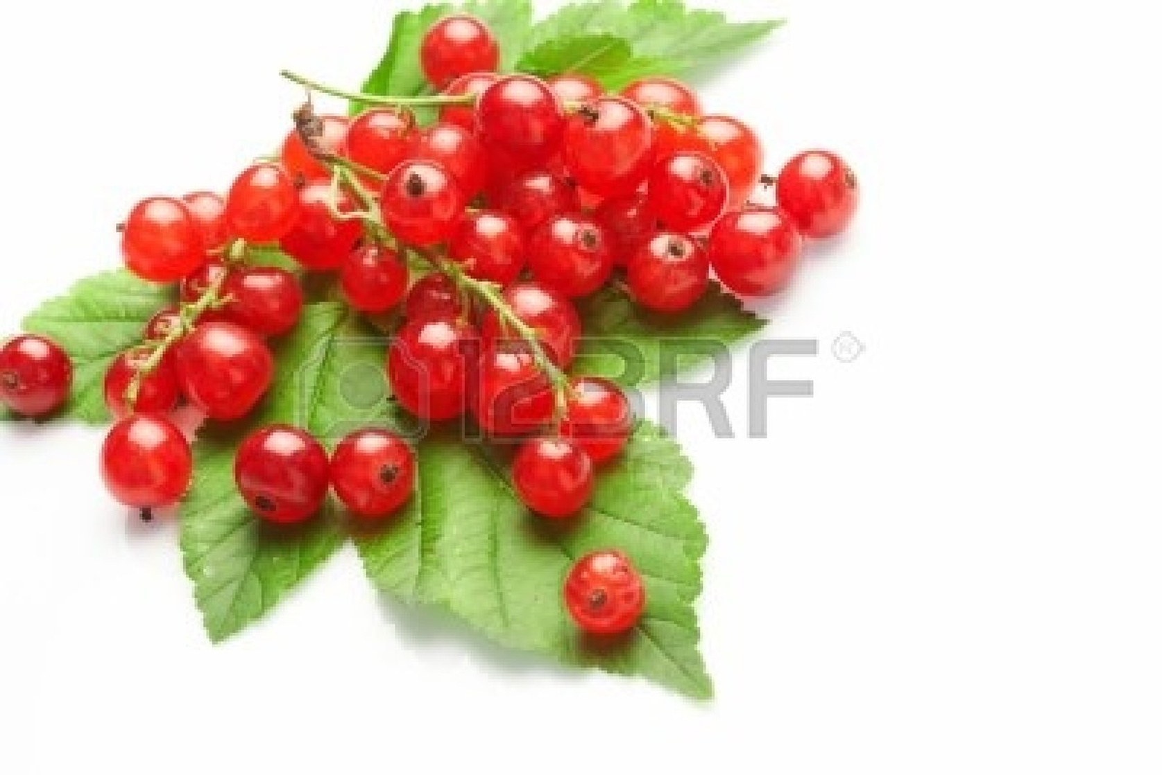 Picture of Red Currant