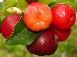 Picture of Barbados Cherry