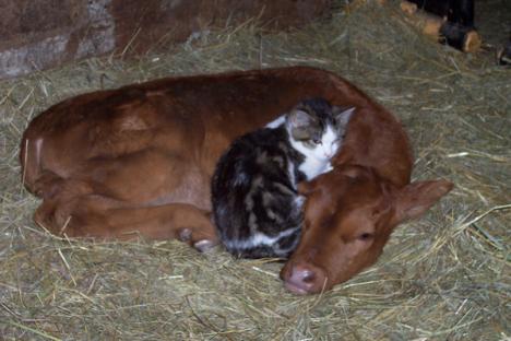Cat & Calf