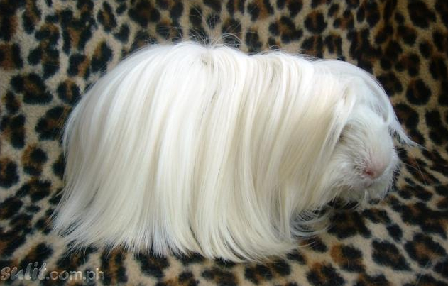 Peruvian Satin Guinea Pig