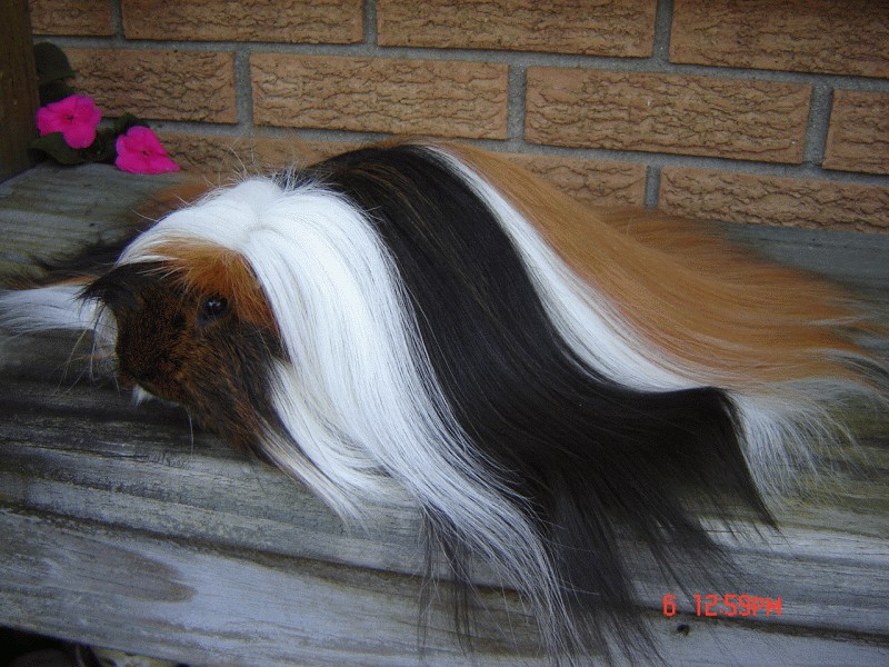 Peruvian Satin Guinea Pig