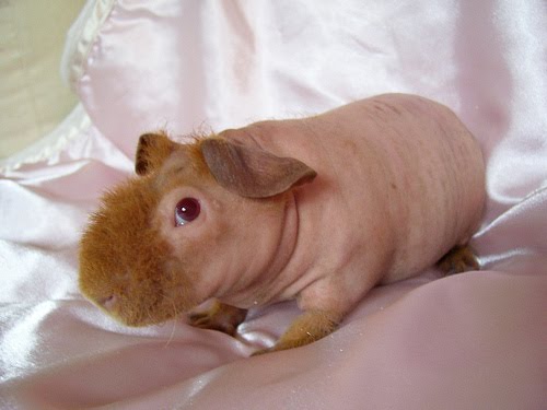 Werewolf Skinny Pig