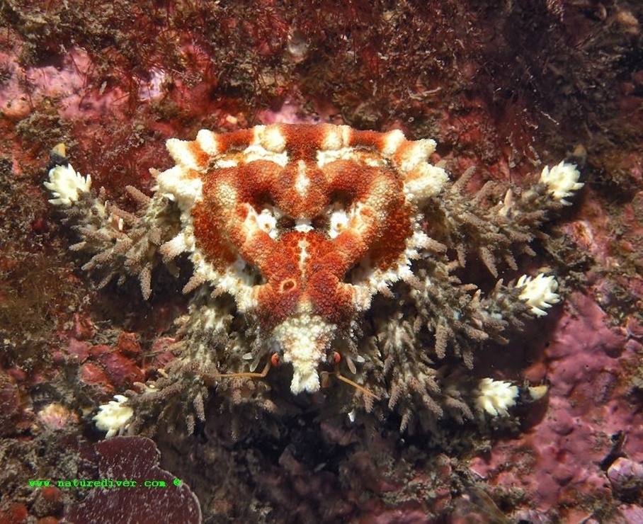 Heart Crab