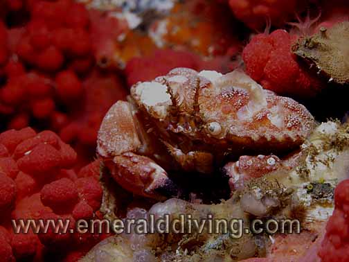 Pygmy Rock Crab