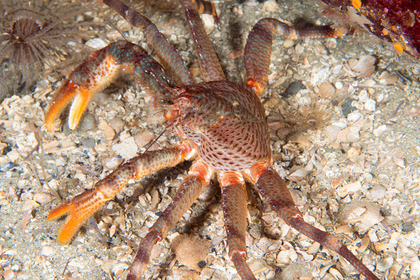 Scaled Crab