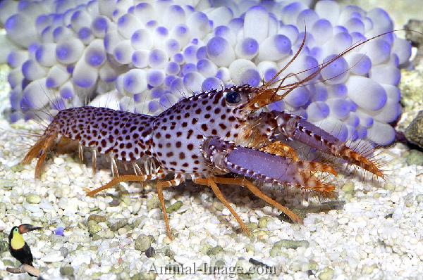 Coral Reef Lobster