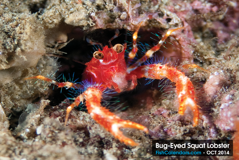 Google-eyed Fairy Crab (Bug-eyed Squat Lobster)