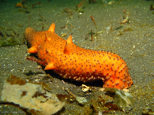 Orange Footed Sea Cucumber