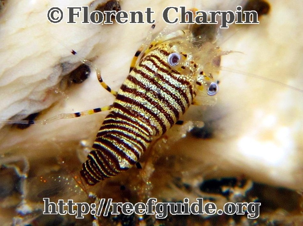 Striped Bumblebee Shrimp