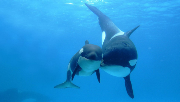 Image of Blackfish