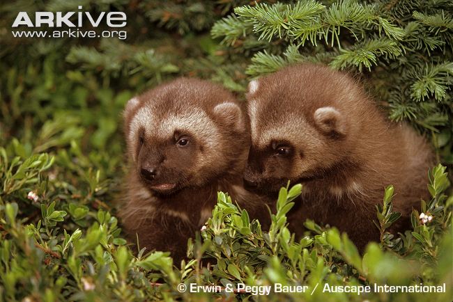 Wolverine Cubs