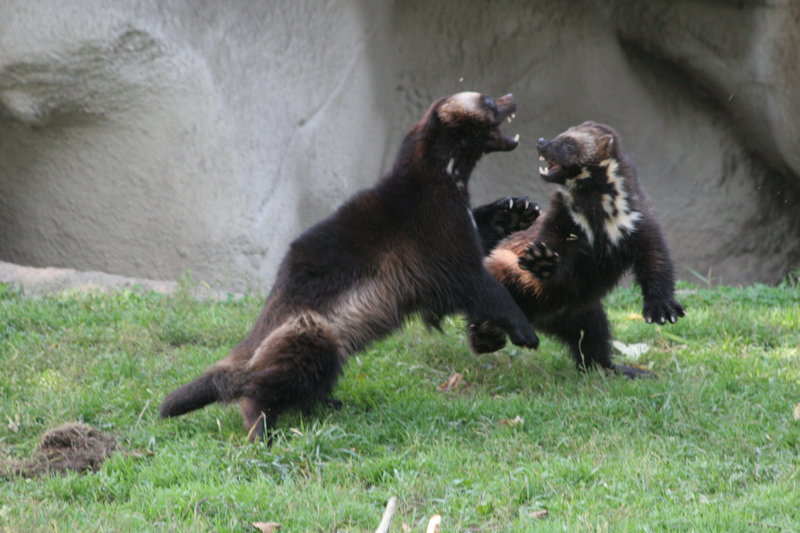 Wolverine Fight