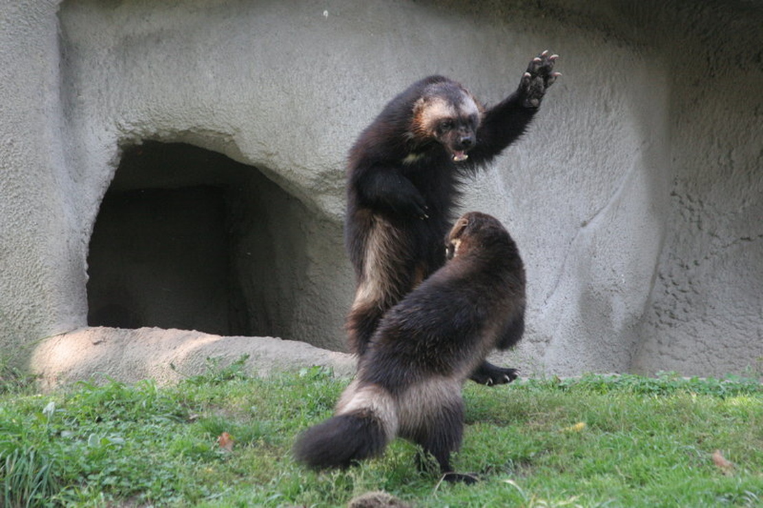 Wolverine Fight