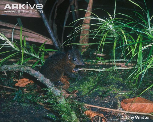 Golden-bellied Tree Shrew