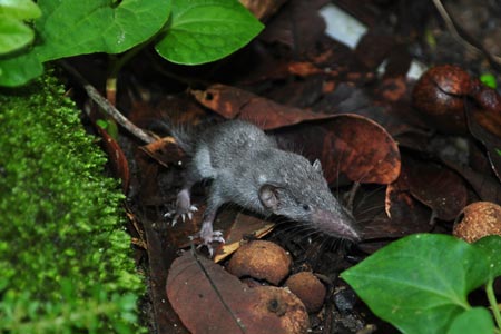 Asian House Shrew (Money Shrew)