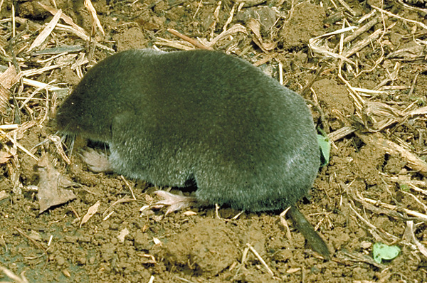 Northern Short-tailed Shrew