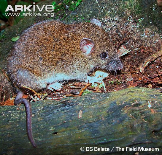 Mindanao Shrew Mouse