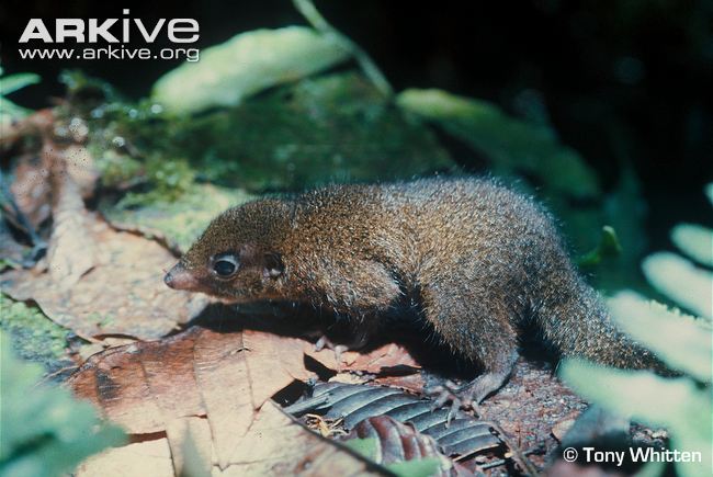 Golden-bellied Tree Shrew