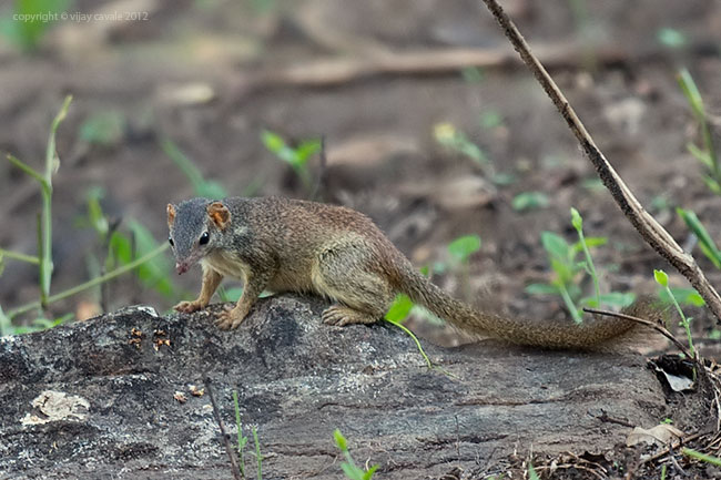 South Indian Tree Shrew
