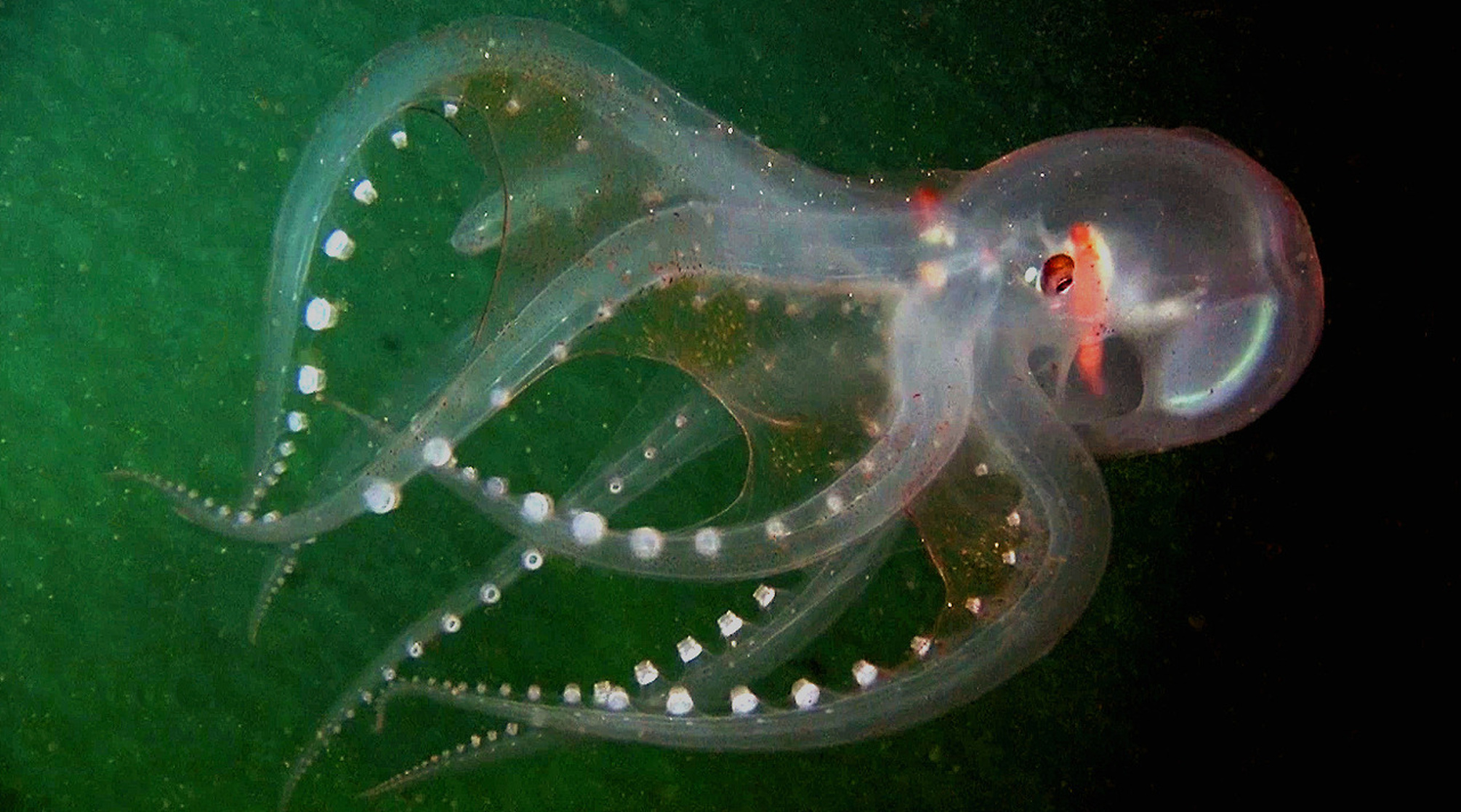 Deep Sea Octopus