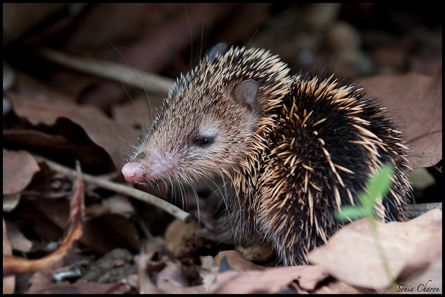 Baby Common Tenrec
