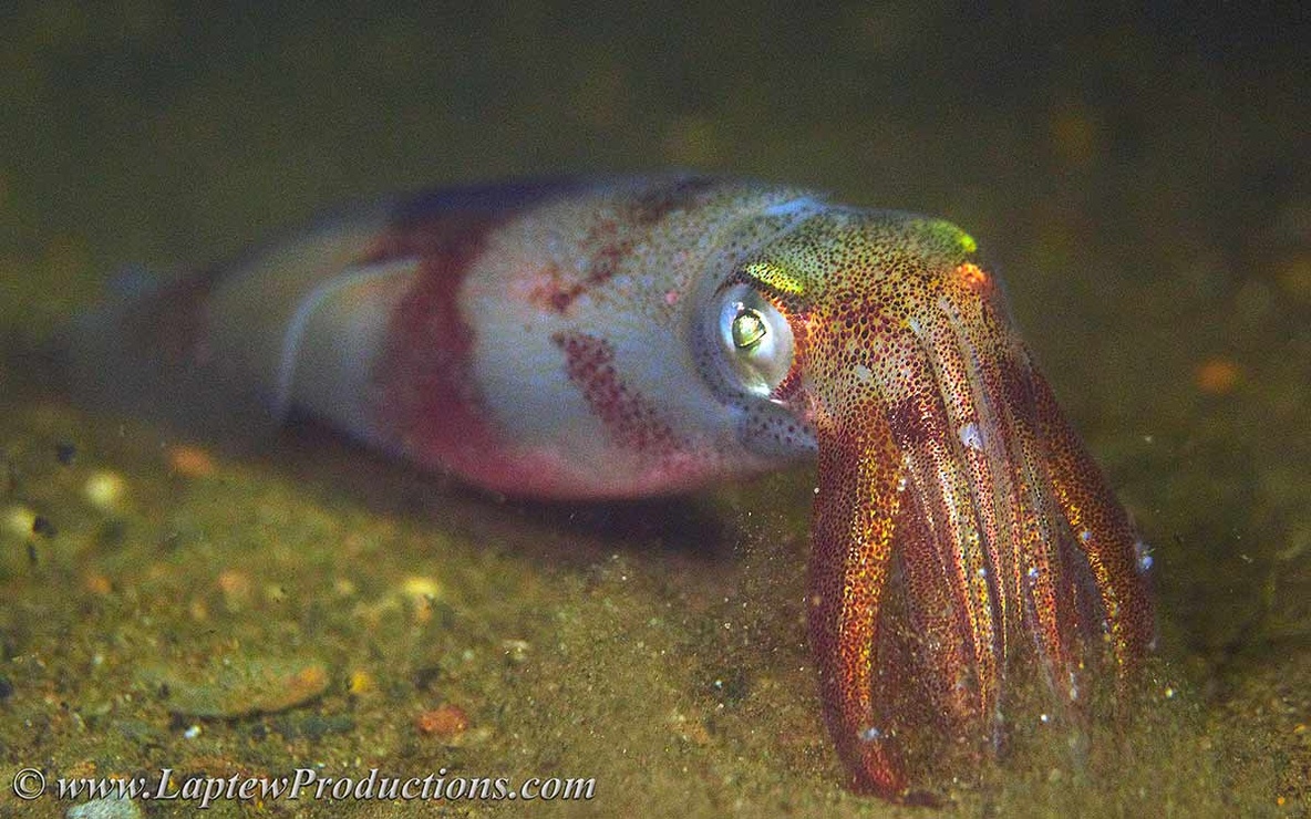 Longfin Inshore Squid