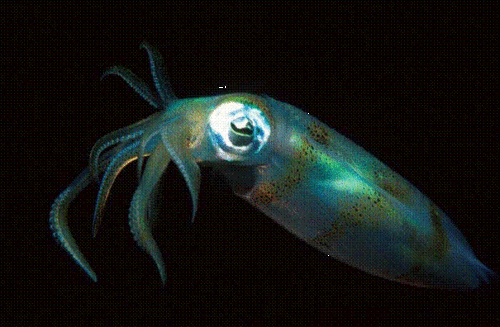 European squid