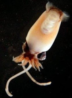 Ram's Horn Squid