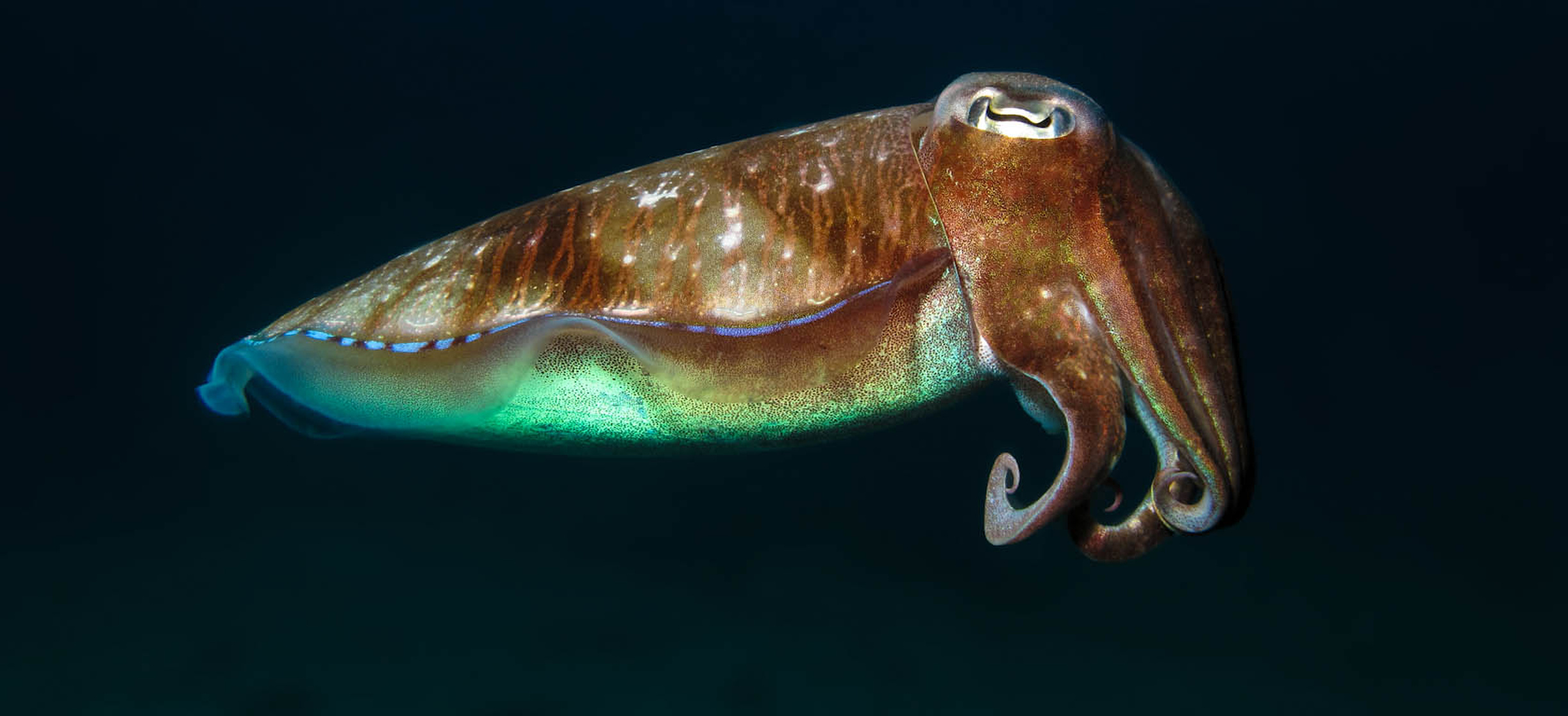 Cuttlefish