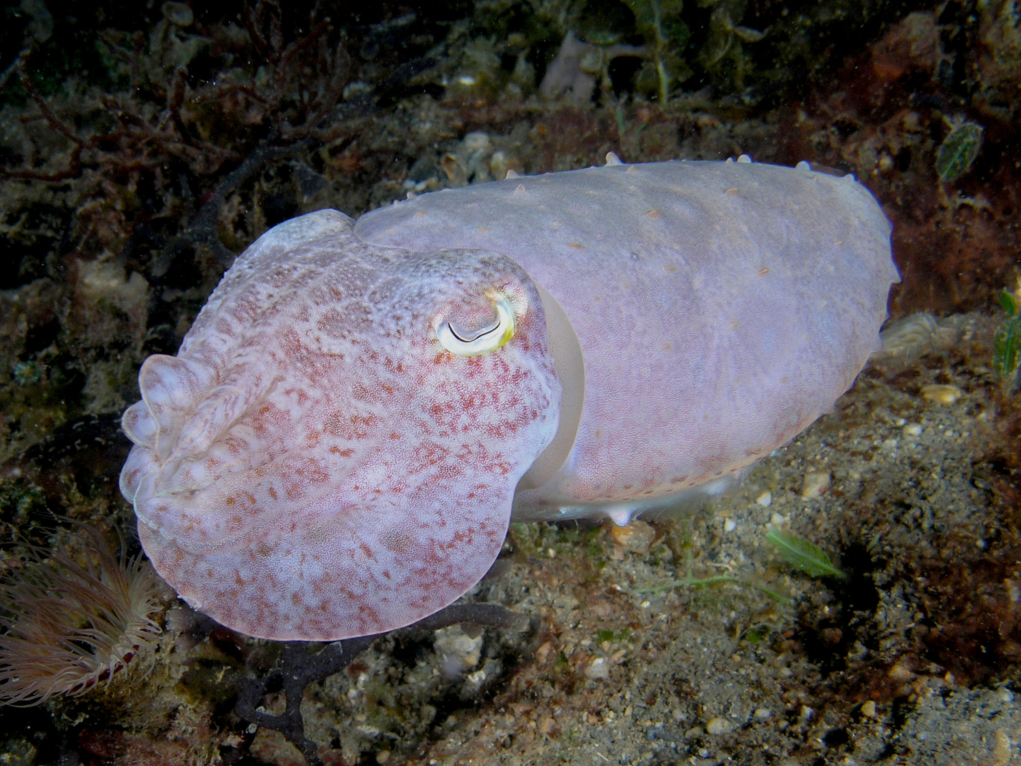 Reef Cuttlefish