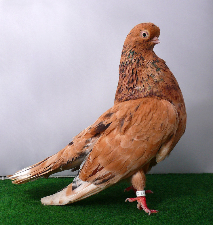 English Short Faced Tumbler Pigeon