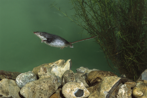European Water Shrew