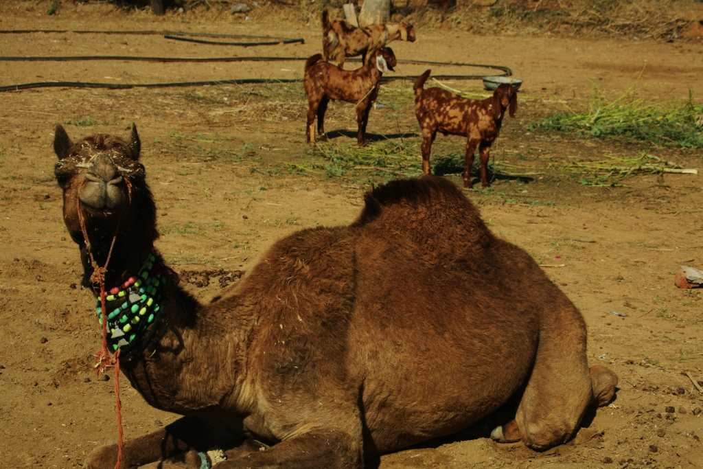 Camel & Goats in Pushkar, Rajasthan, India
