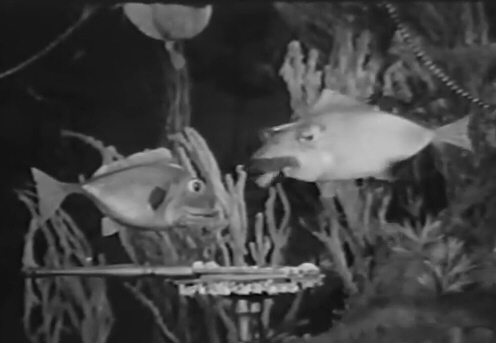 Picture of Diver Dan